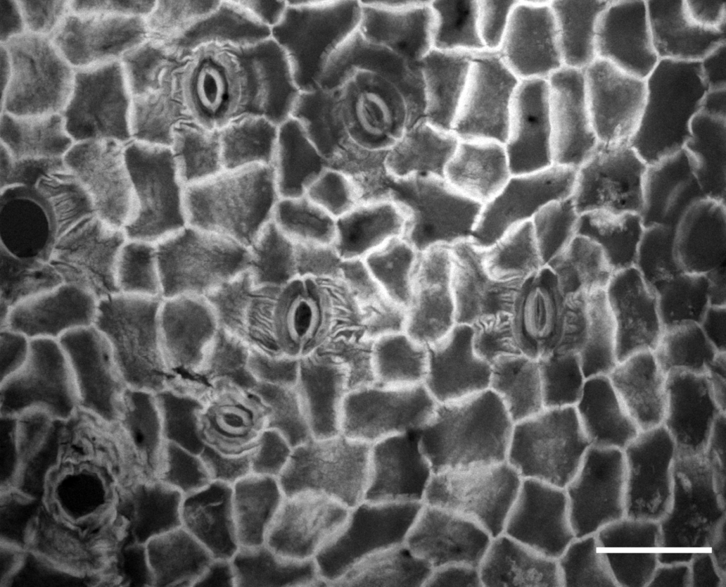 A odd “cycad” is an unexpected angiosperm from the Early Cretaceous of ...