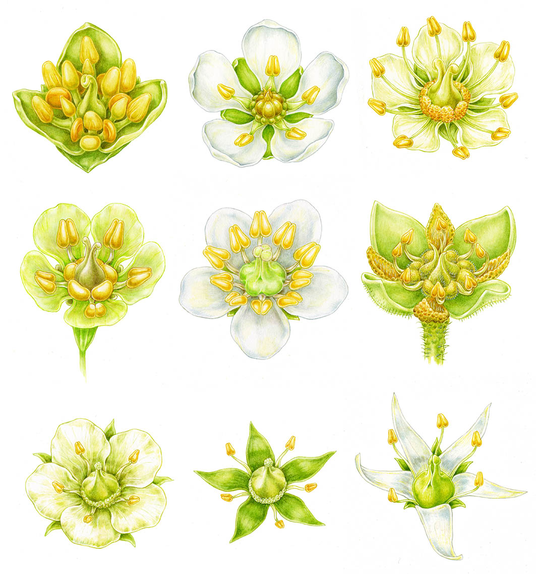 flower-reconstructions-from-early-flowers-and-angiosperm-evolution ...
